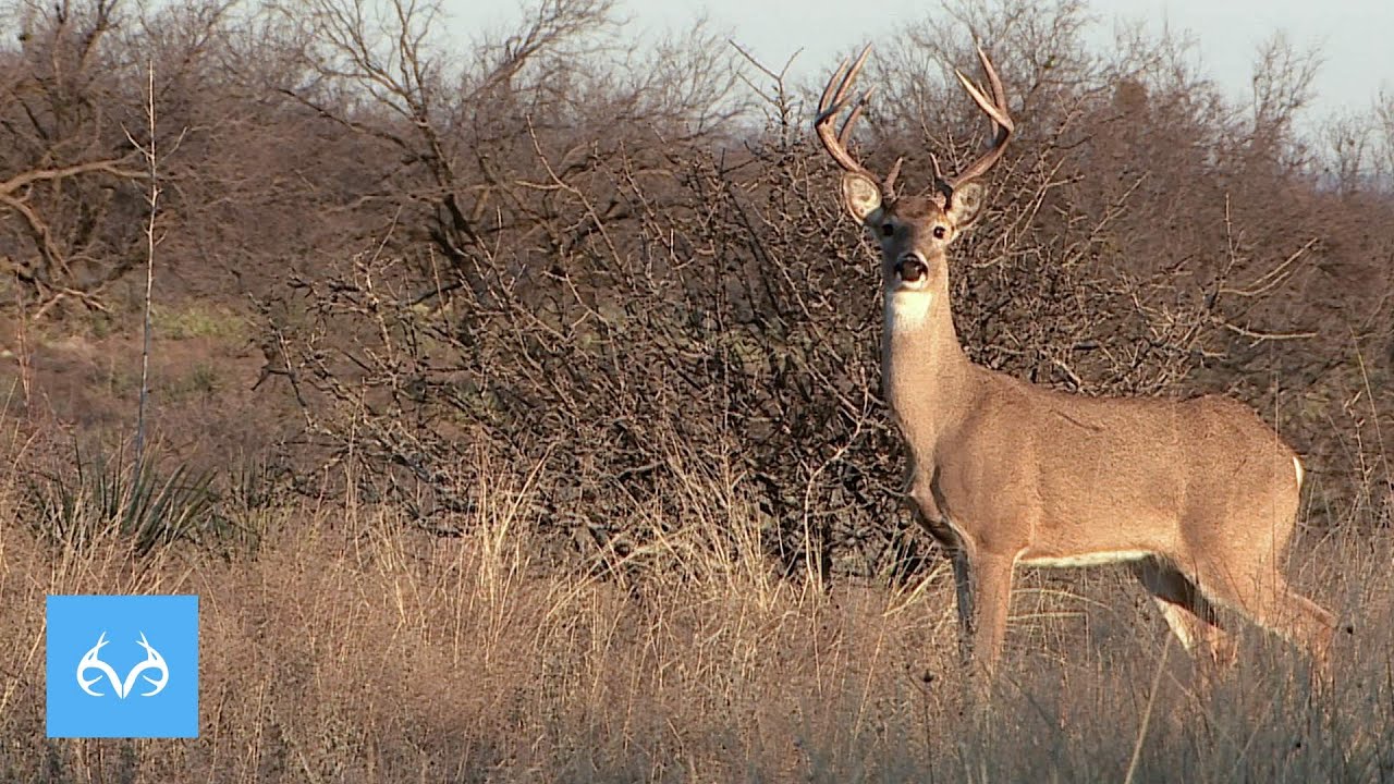 150" Buck In February? | David Blanton In Texas | Monster Bucks Monday ...