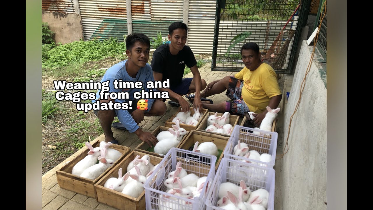 Silang Rabbit Farm Tour| part 10 - YouTube