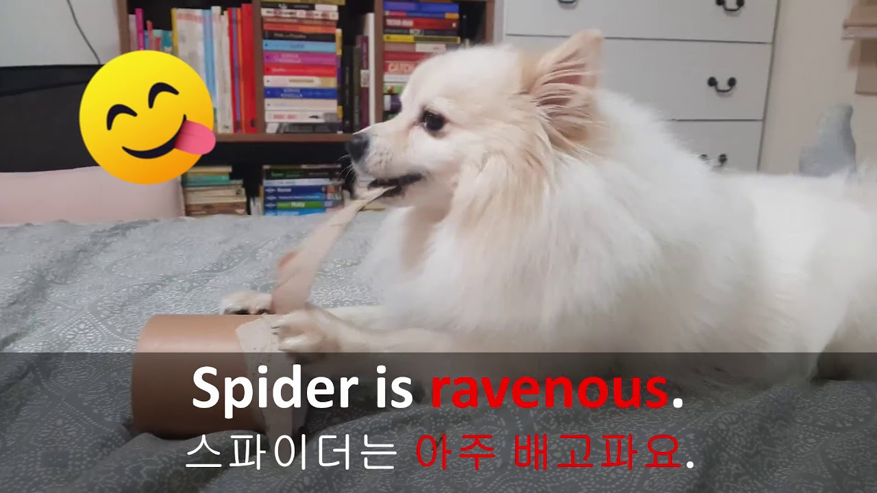 English with Spider : Adjectives - YouTube