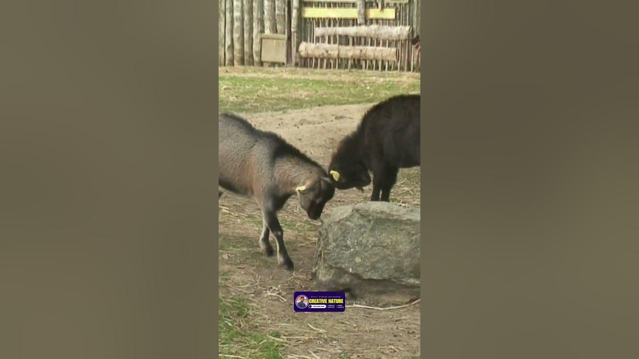 Goat Animal Short | Goats Gone Wild You Won't Believe! | Creative Nature #animals #goat - YouTube