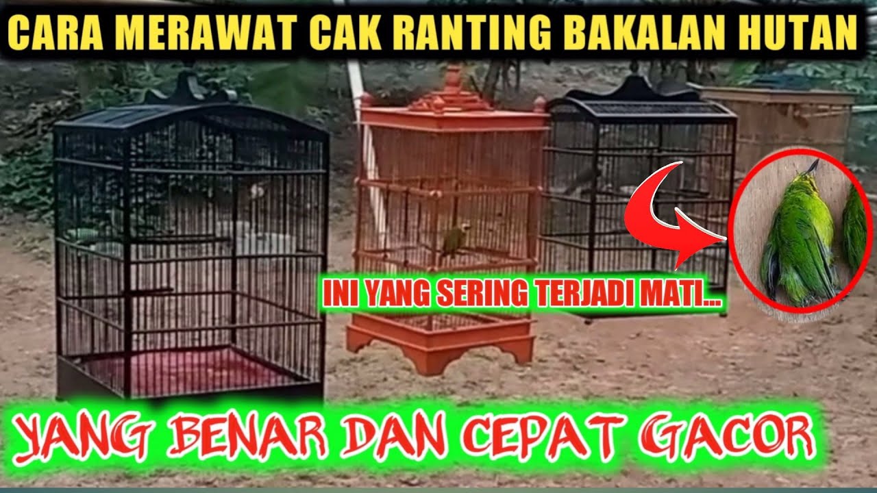 CARA MERAWAT BURUNG BAKALAN HUTAN/CAK RANTING YANG BENAR AGAR TETAP ...