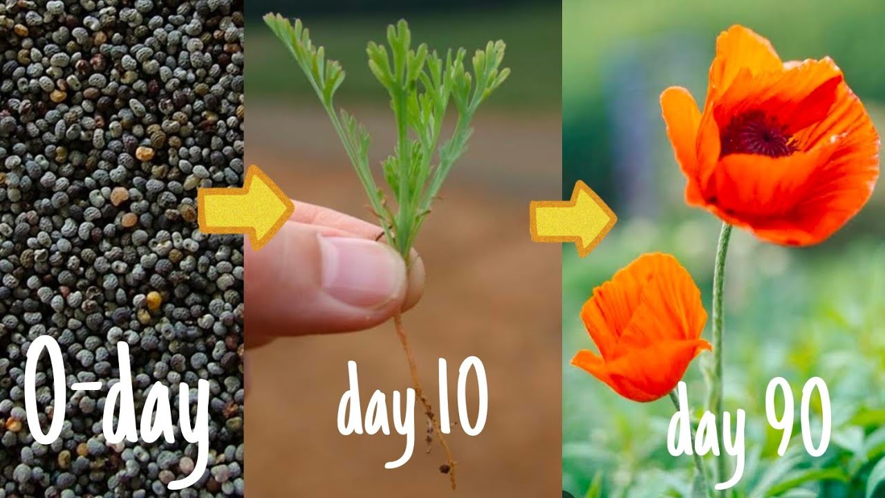 From Seeds To Sunning Bloom || Life Of a Poppy Growth Update - YouTube