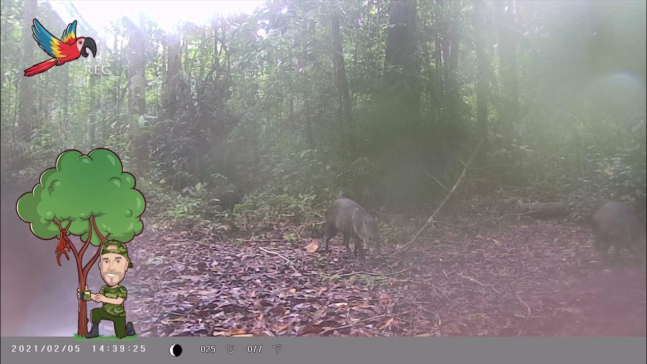 Friends of Rio & Amigos do Rio Amazon Rainforest Camera Traps Collared ...
