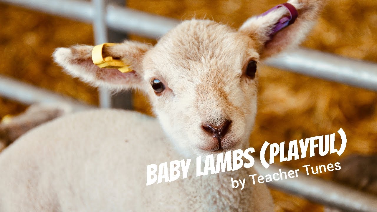 Baby Lambs (Playful) - Playful, Enjoyable Music for the Classroom ...