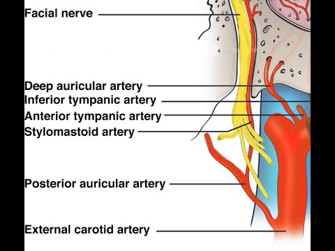 Structures that Traverse or pass through the stylomastoid foramen ...