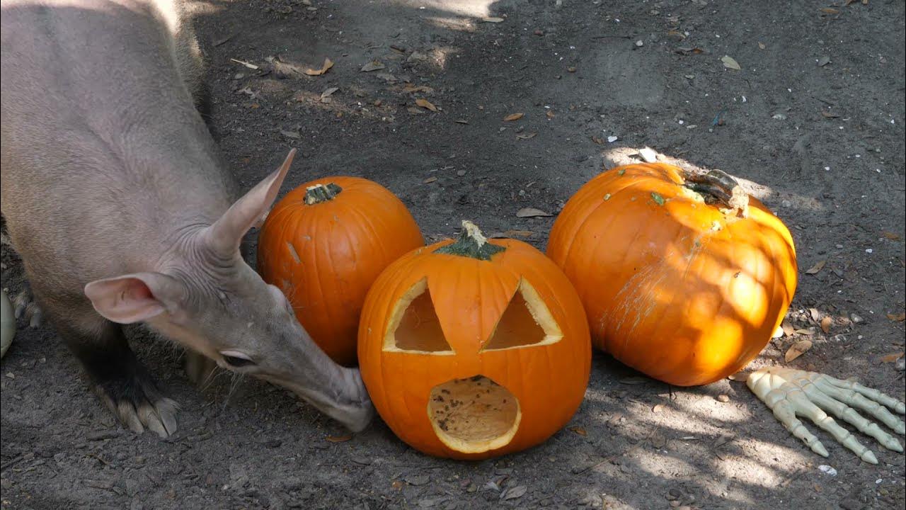Animals at Audubon Zoo play with pumpkins and other Halloween treats ...