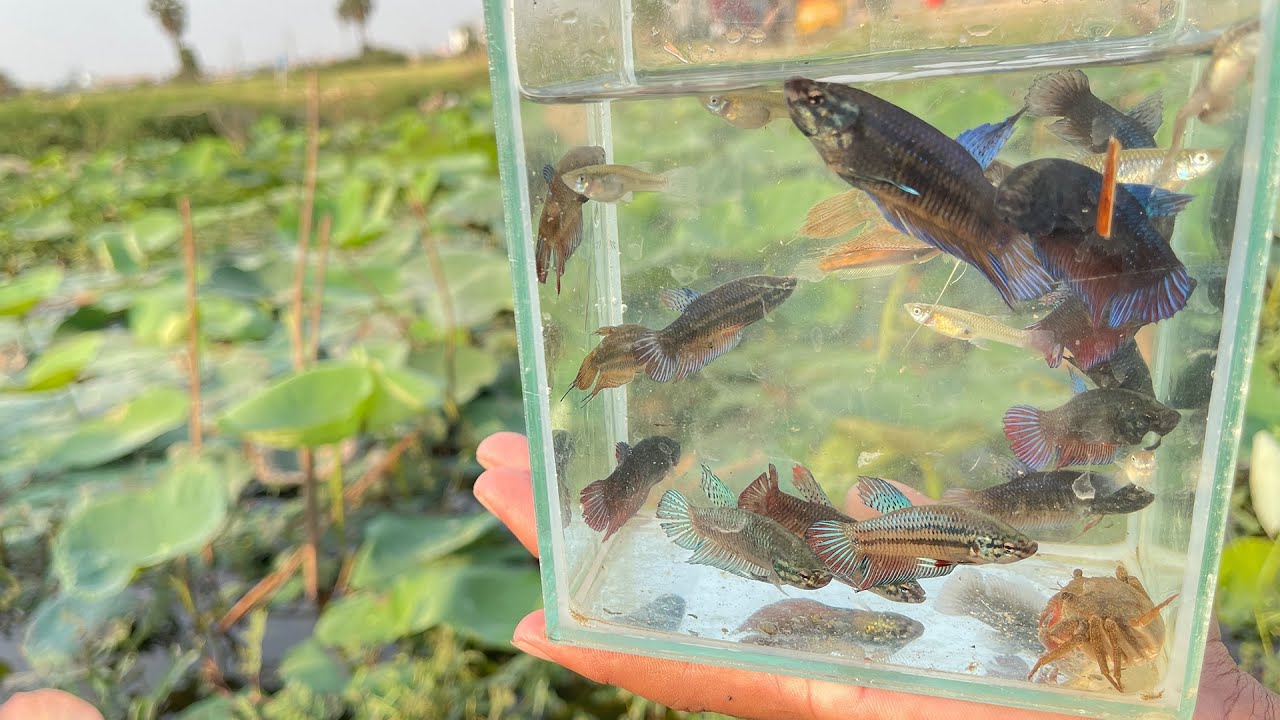 Capture and observe various creatures in Beautiful lake. betta fish and ...