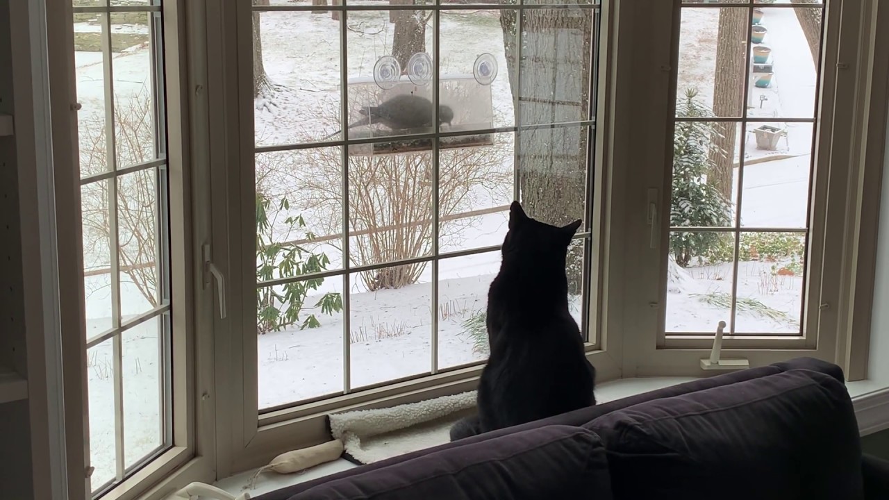 Maxwell watches a bird - YouTube