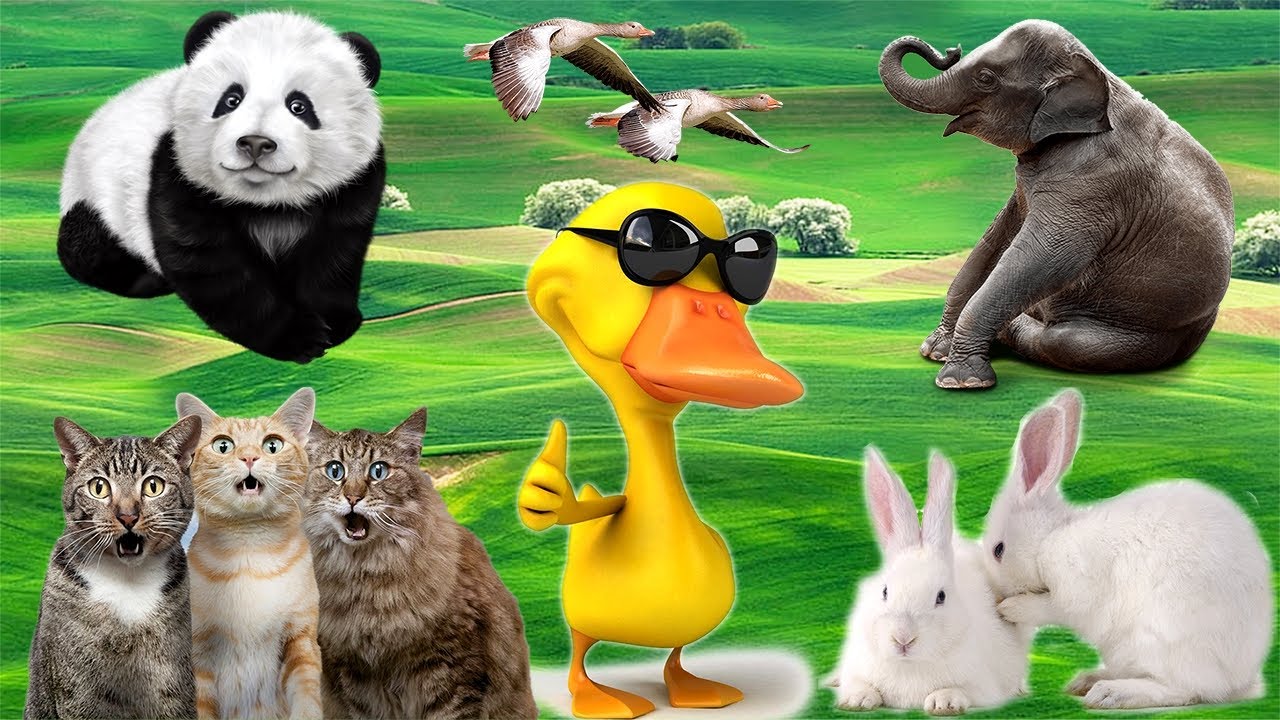 Cute Little Farm Animals : Cow, Duck, Geese, Elephant, Rabbit, Cat ...