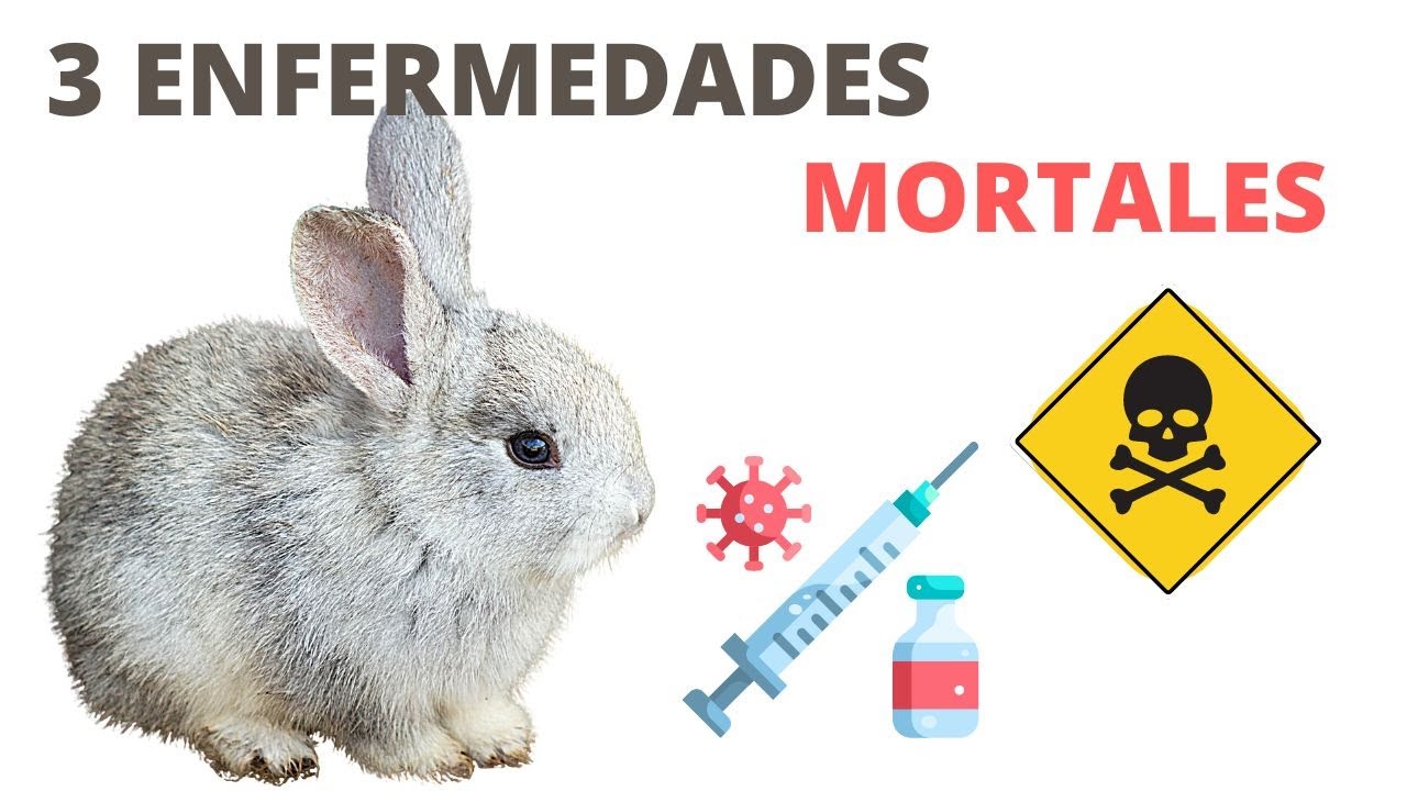 Enfermedades Más Comunes En Los Conejos Las Enfermedades Más Comunes