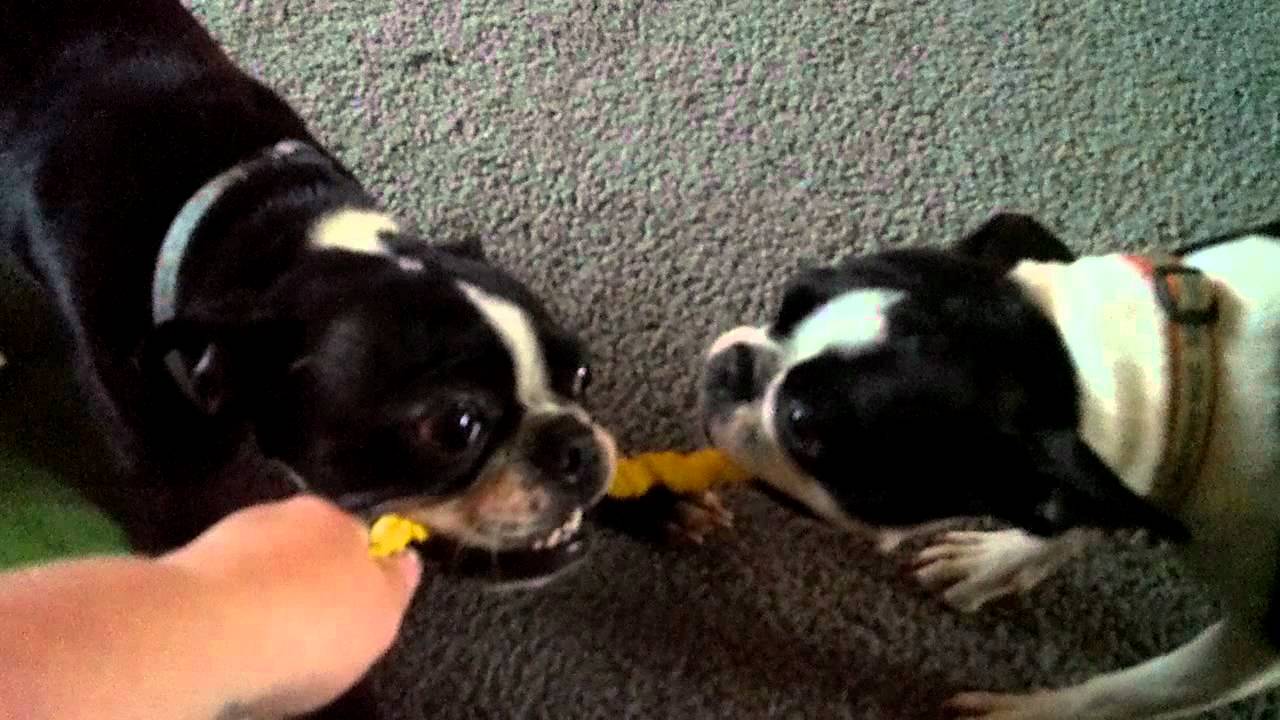 Vicious Boston Terrier!! - YouTube