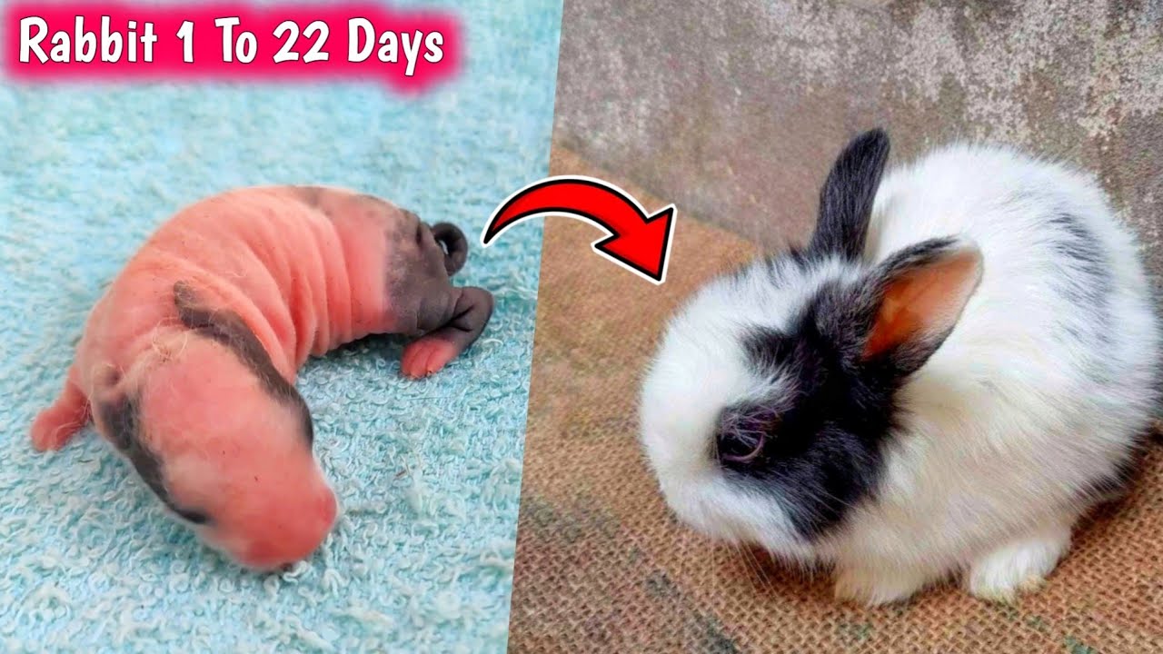 A Cute Baby Rabbit Growing Up - 1 To 22 Days Growth Day By Day - YouTube