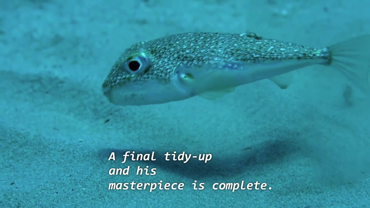 PUFFERFISH COURTSHIP - BBC Earth - YouTube