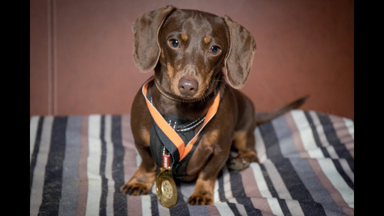 Sausage - Miniature Dachshund - 4 Weeks Residential Dog Training - YouTube