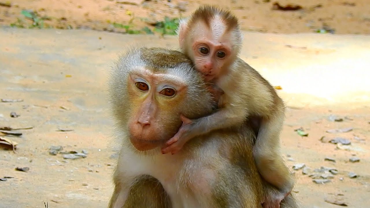 Good moment baby Leo ride on his mother Libby so enjoy - YouTube