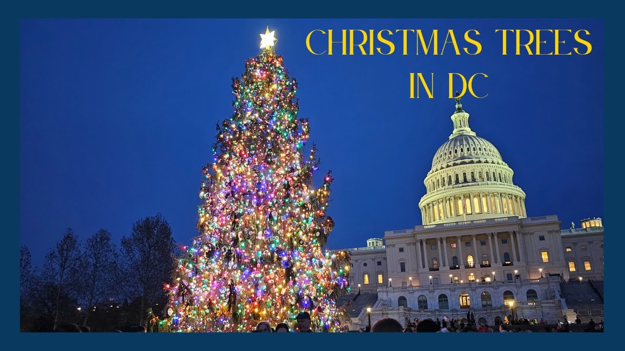 Christmas Tree Hopping in Washington DC - YouTube