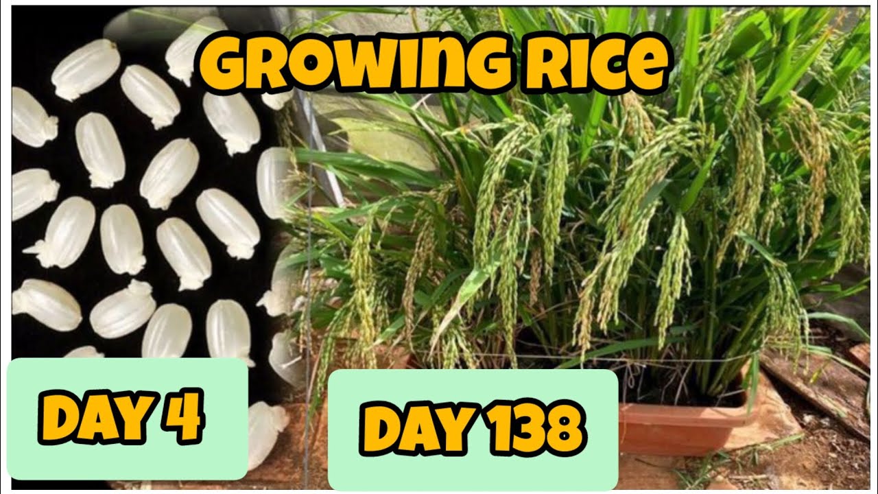 Growing Rice At Home | How To Grow Rice Rice | Rice gardening from seed ...