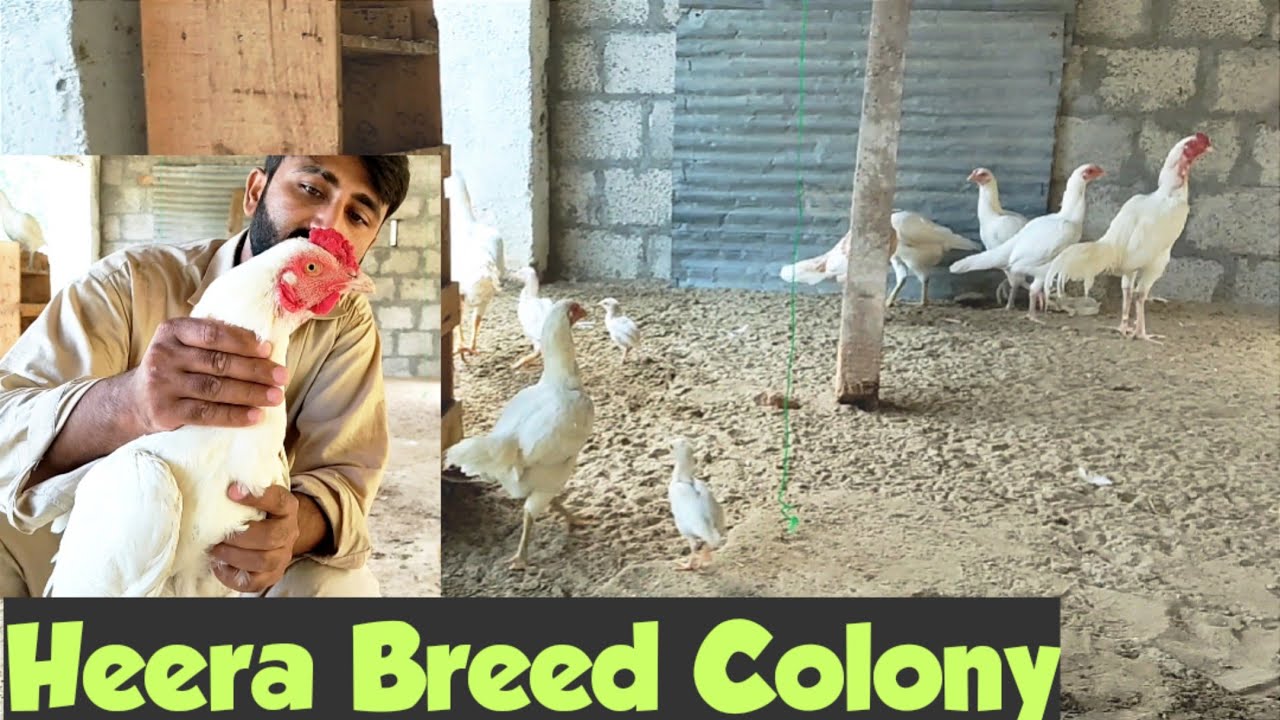 Heera (White) Breed Colony | Heera (White) Setup - YouTube