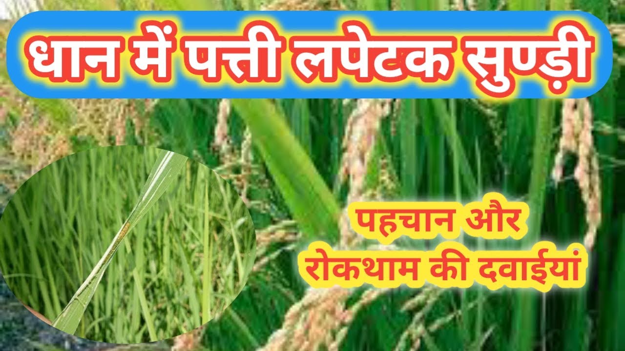 धान में पत्ता लपेटक|Dhan Me Patti Lapet Keet Ki Dawai|Dhan Ka Patta ...