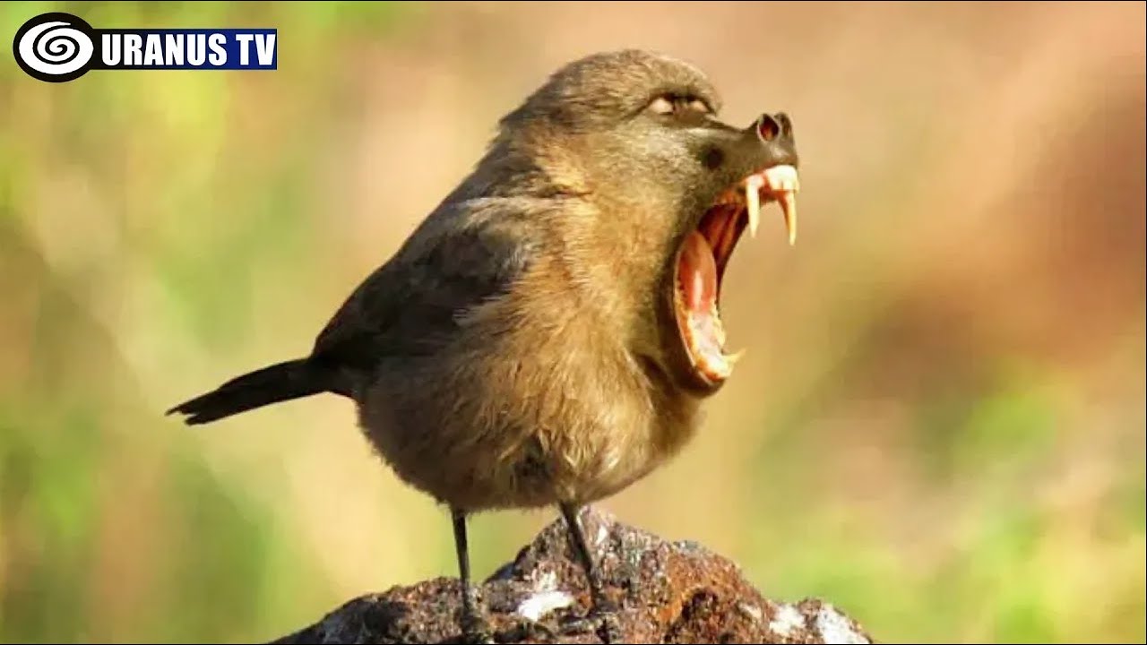 Top 10 Hybrid Animals That Actually Exist - YouTube