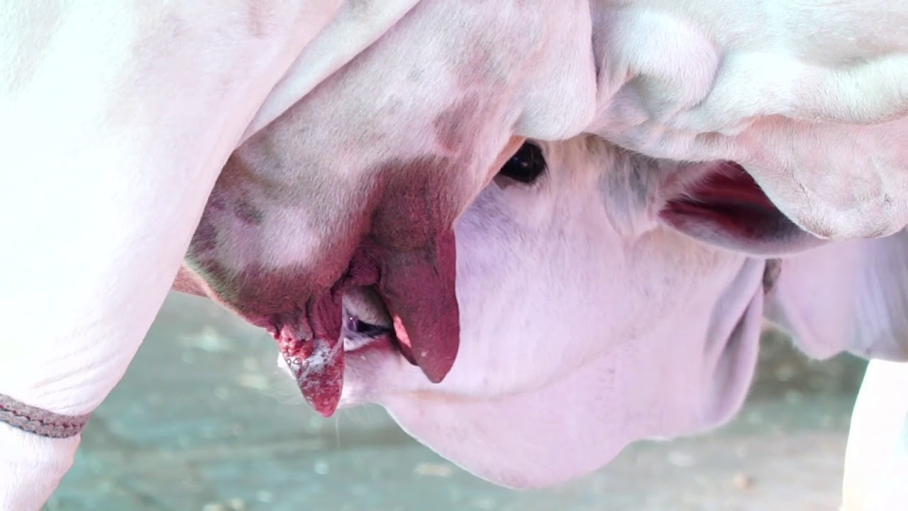 Tharparker Cow Club & Breeding Center Jaipur - YouTube