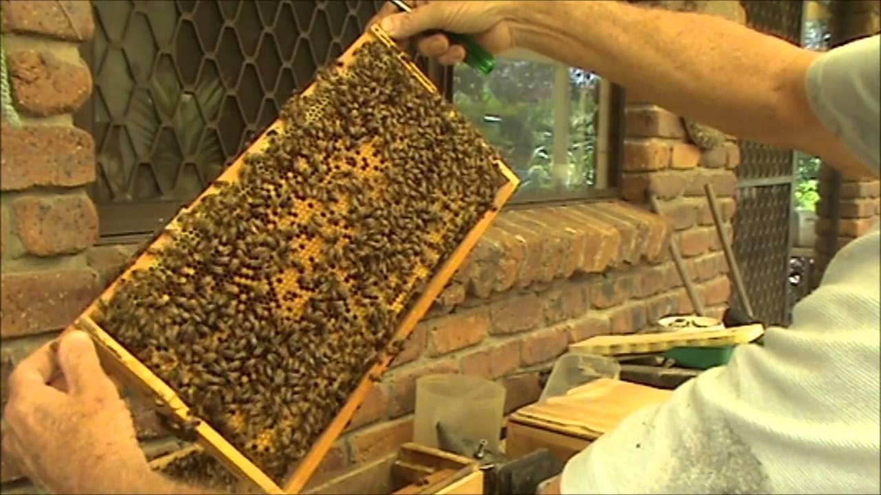 BEEKEEPING: Rescuing a Really Weak Beehive. Part 2 Update. - YouTube
