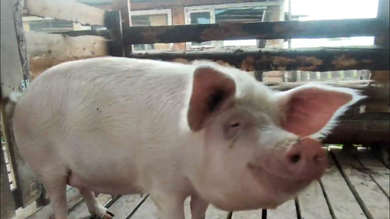 КУЛЕМА ТВОРИТ ДЕЛА,ПРИРУЧАЮ АФЧАРКУ - YouTube