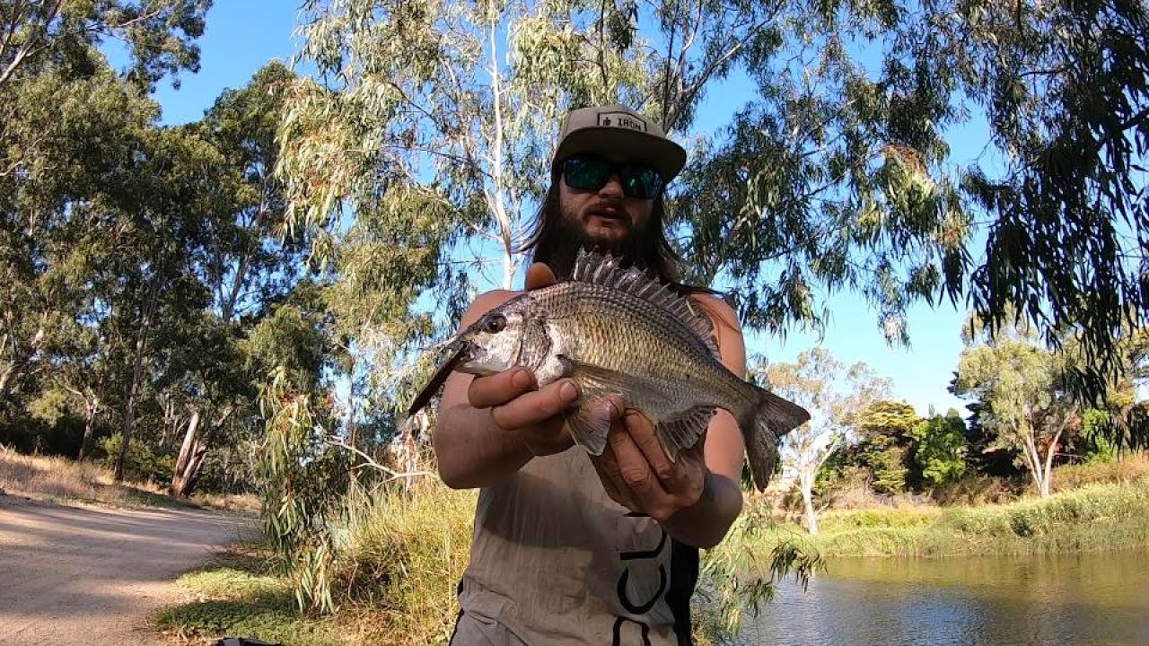 Maribyrnong river bream fishing landbased. Lures vs live crabs? Big ...