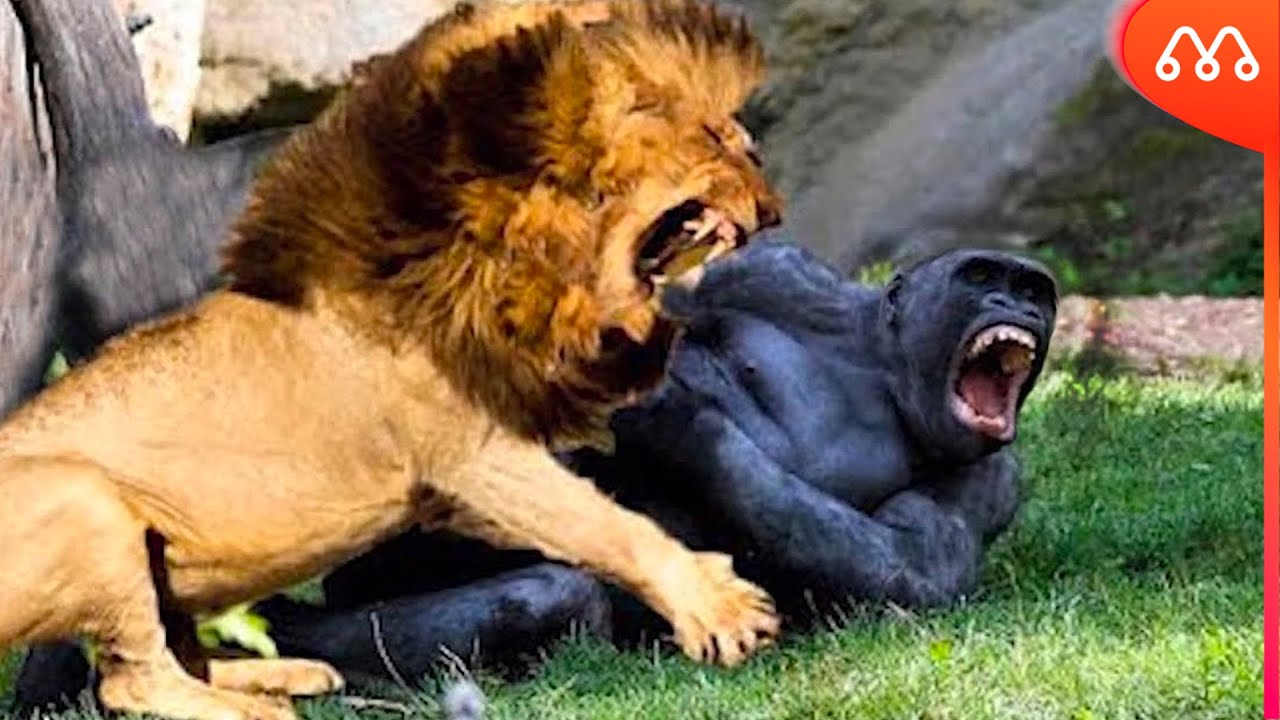 LEÃO vs CHIMPANZÉ: QUEM VENCE ESSA BATALHA? Lion x Chimpanze fight ...