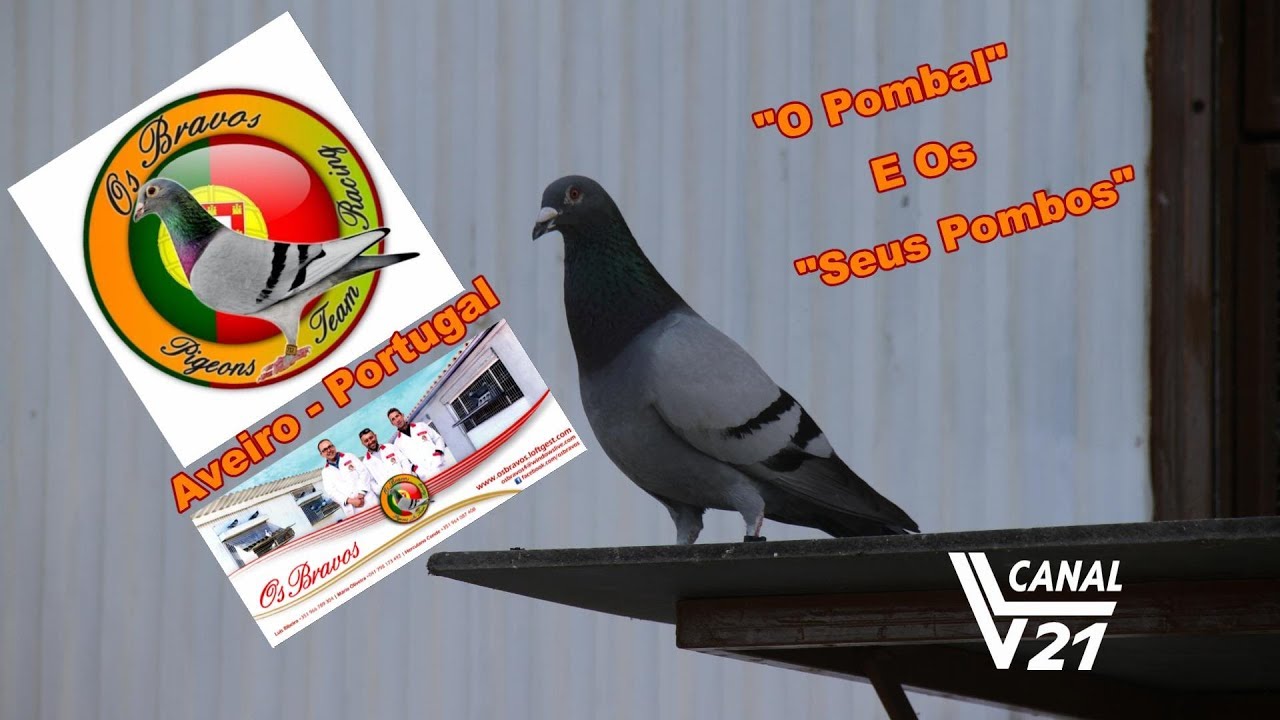 Columbofilia / O Pombal e os Seus Pombos (Os Bravos) / Ag. 2018 / VL21 ...