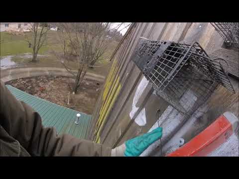 Window Chewing Squirrel Removed - YouTube