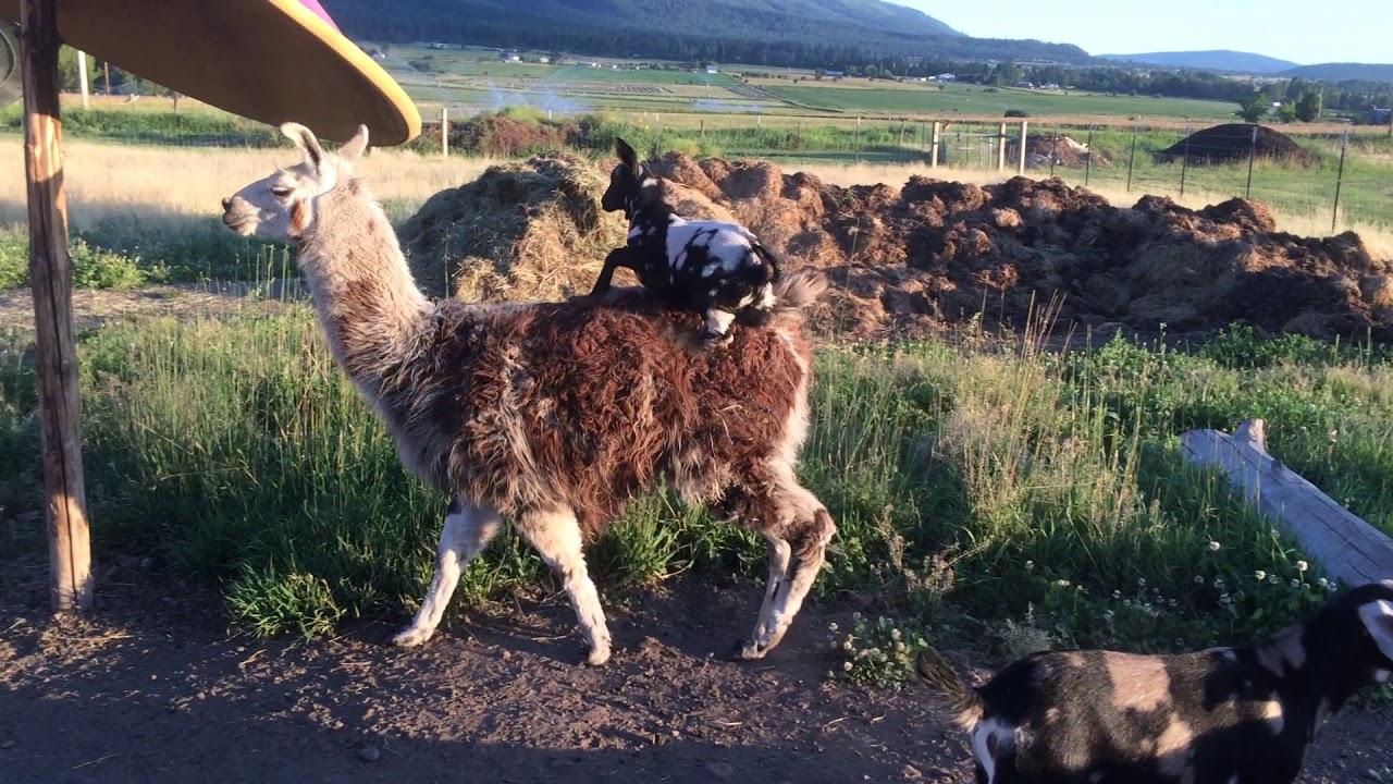 Goat kid llama ride - YouTube
