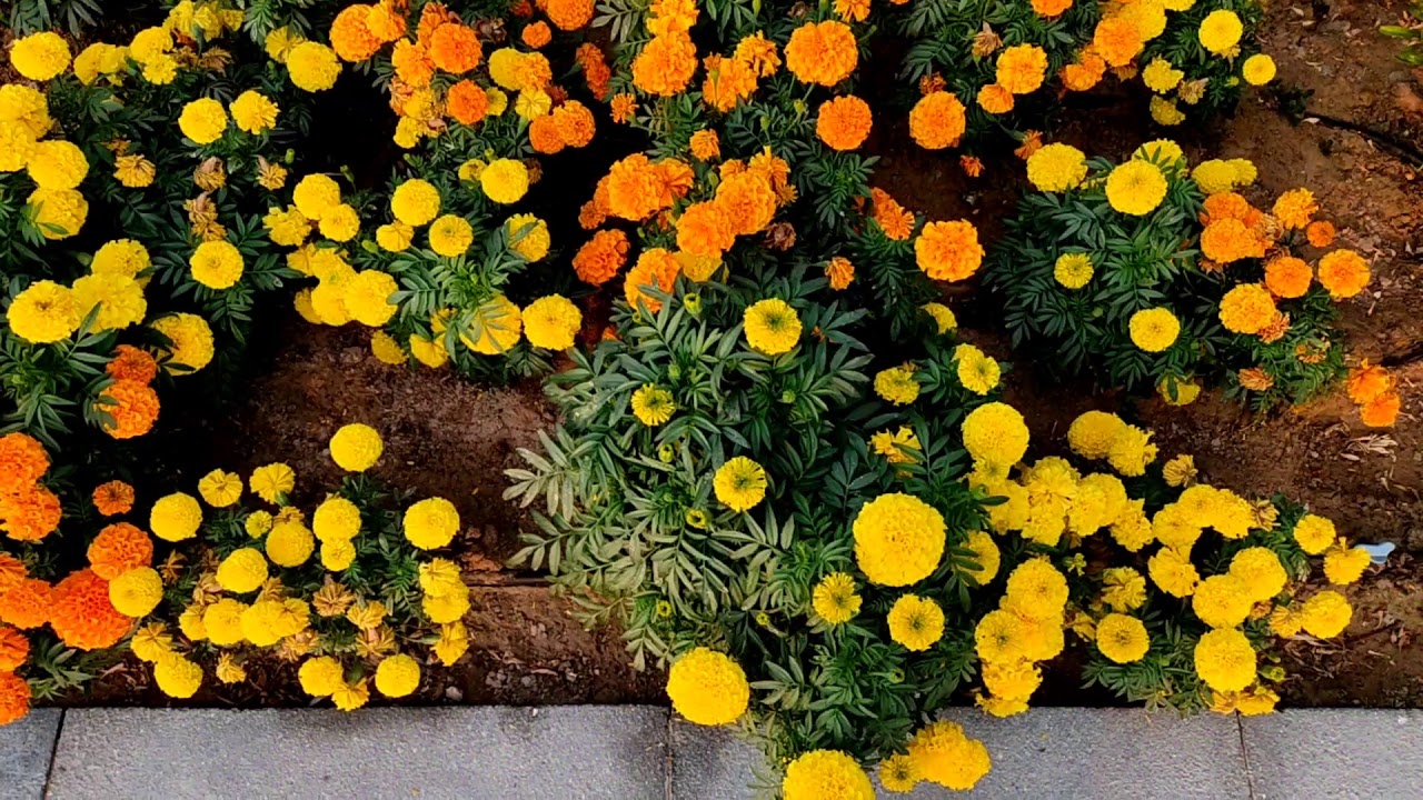 dahaspethiya mal wagawa | daspethiya wagawa |Marigold flower |das mal ...