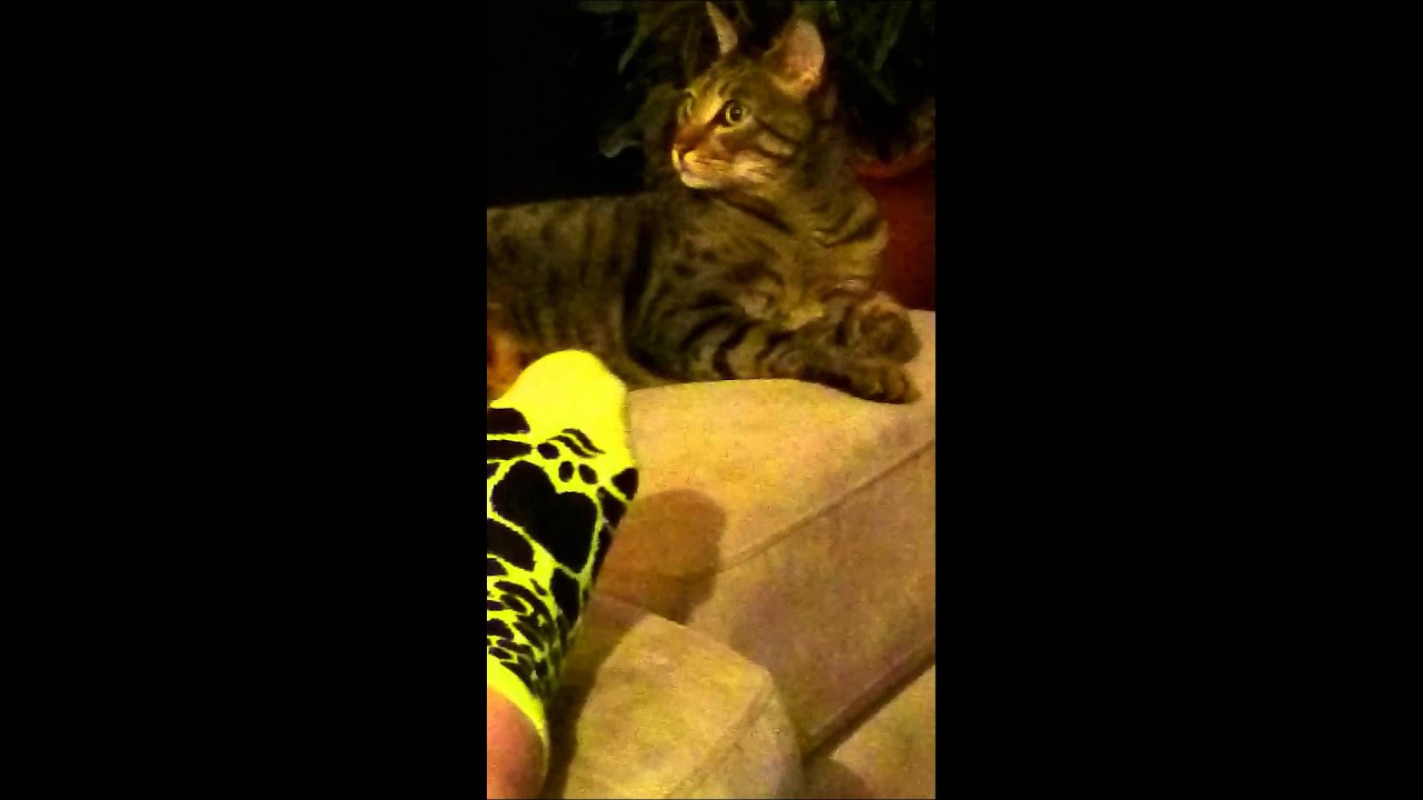 Cat tripping out! - YouTube