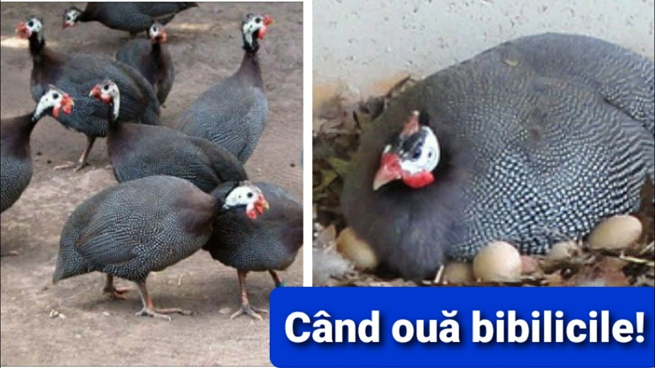 Când încep bibilicile să ouă? - YouTube