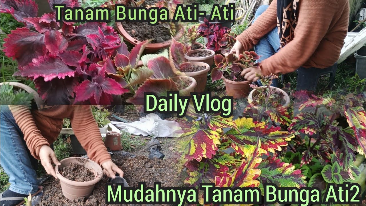 Mudahnya Tanam Bunga Ati-Ati/Caraku Tanam Bunga Ati-Ati/Hidup Sederhana ...