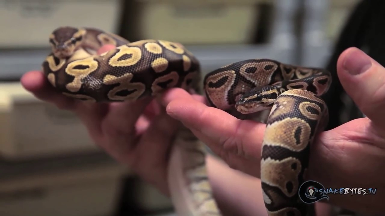 Mutant Snakes SnakeBytesTV - YouTube