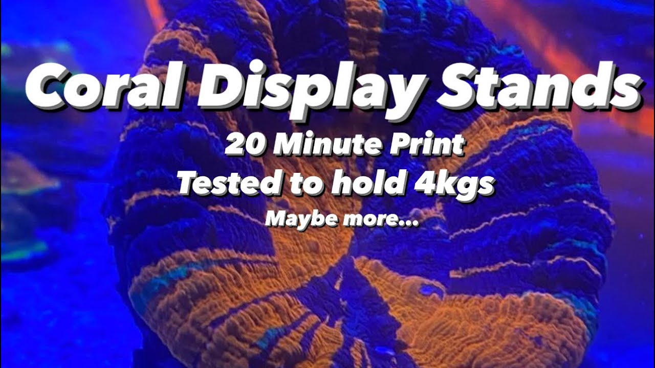 Coral Colony Display Stand - YouTube