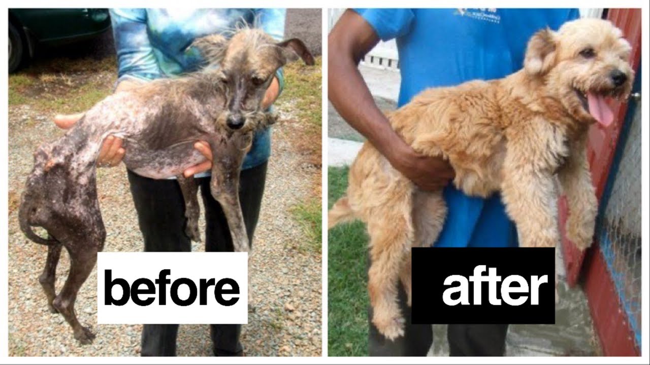 20 Amazing Dog Rescue Transformations - A Happy Ending Of Poor Dogs ...