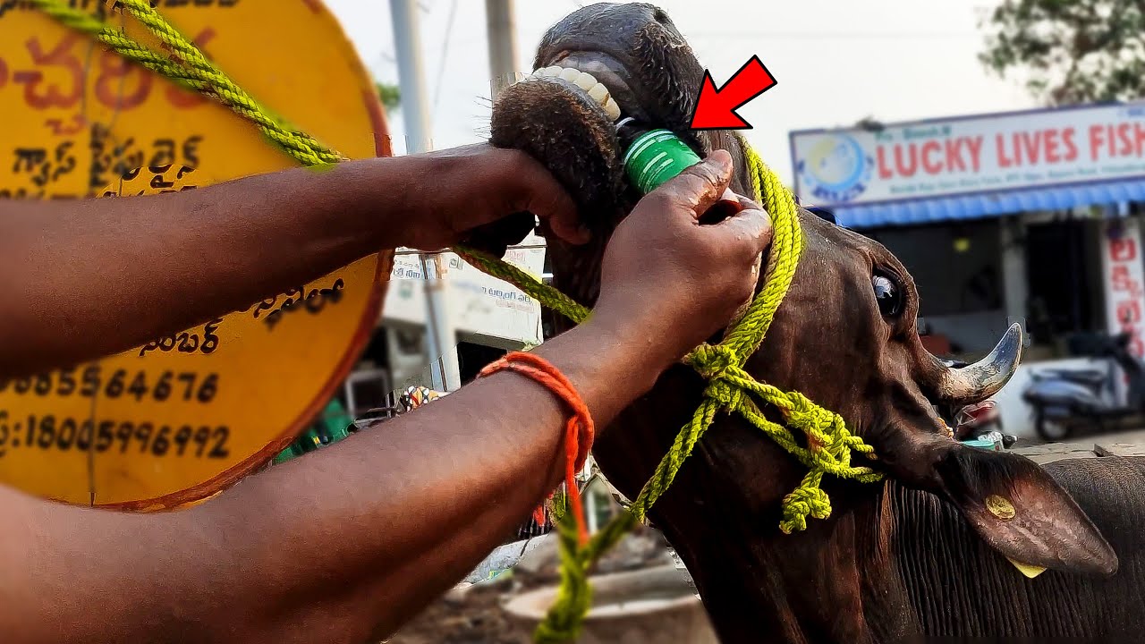 Cow Video | Bloatosil Syrup | Treatment Of Cow Suffering With Stomach ...