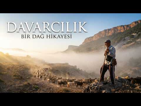 DAVARCILIK  - Gaziantep #antep #davar #keçi #nahır 