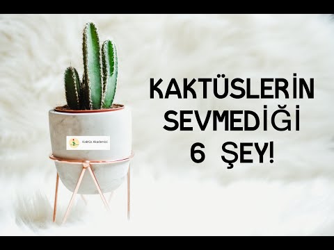 KAKTÜSLERİN SEVMEDİĞİ 6 ŞEY! | Bunlara Dikkat!