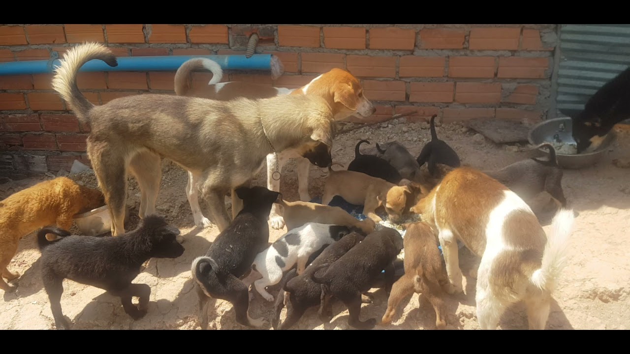Give a lot of food to dogs and puppies - YouTube