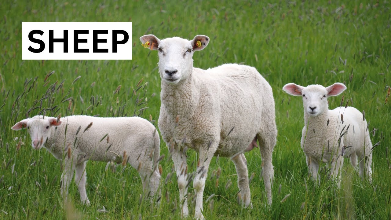 Baa Baa, Meh Meh SHEEP Sounds - YouTube