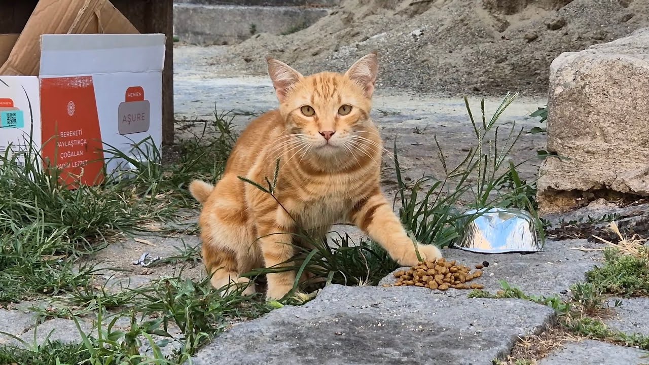 Handsome and shy orange tomcat. - YouTube