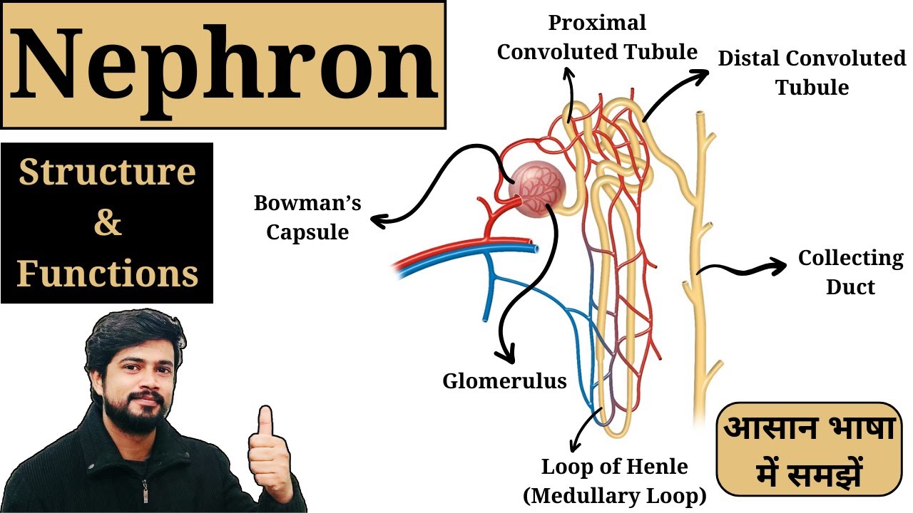 Nephron Anatomy and Physiology in Hindi || Urine Formation Process ...