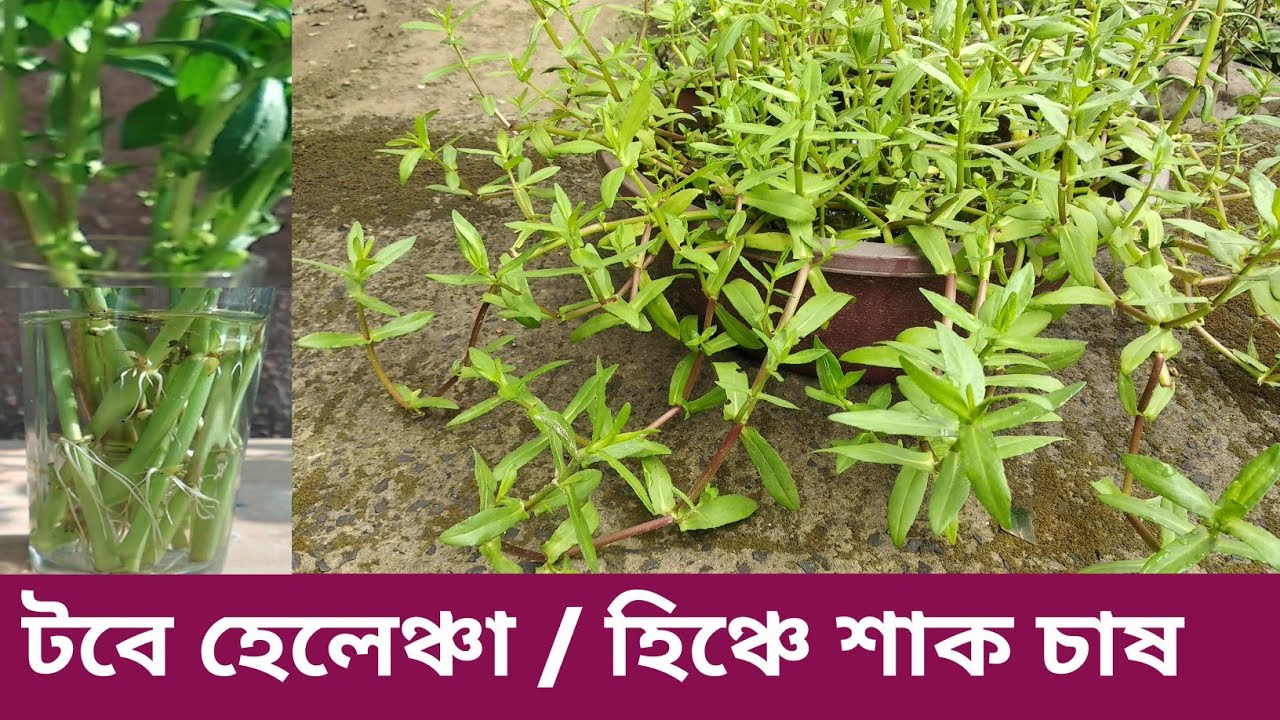হেলেঞ্চা শাক। হেলেঞ্চা/হিঞ্চে/শাক চাষ। Buffalo spinach/Enhydra grow at ...