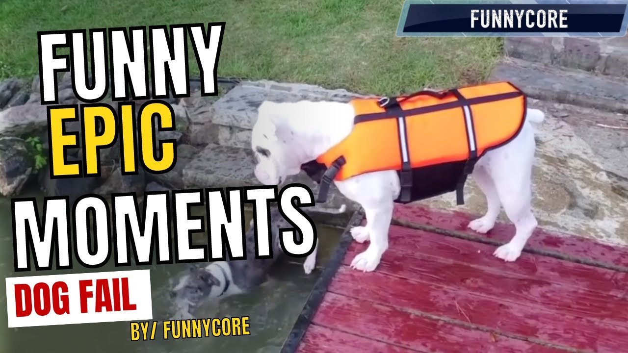 Dog fail rescue - Funny epic video compilation - YouTube