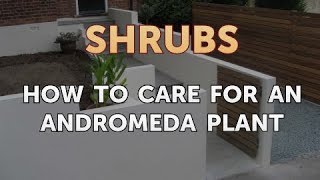 How to Care for an Andromeda Plant