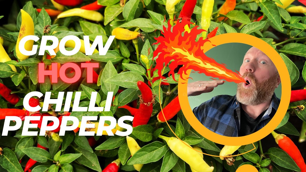 Red Hot Chilli Seed Starting | Chilli Pepper Seed Starting | Chilli ...